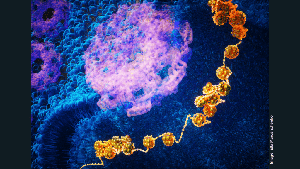 Scientists Find Way To Wipe A Cells Memory To Better Reprogram It As A Stem Cell Harry